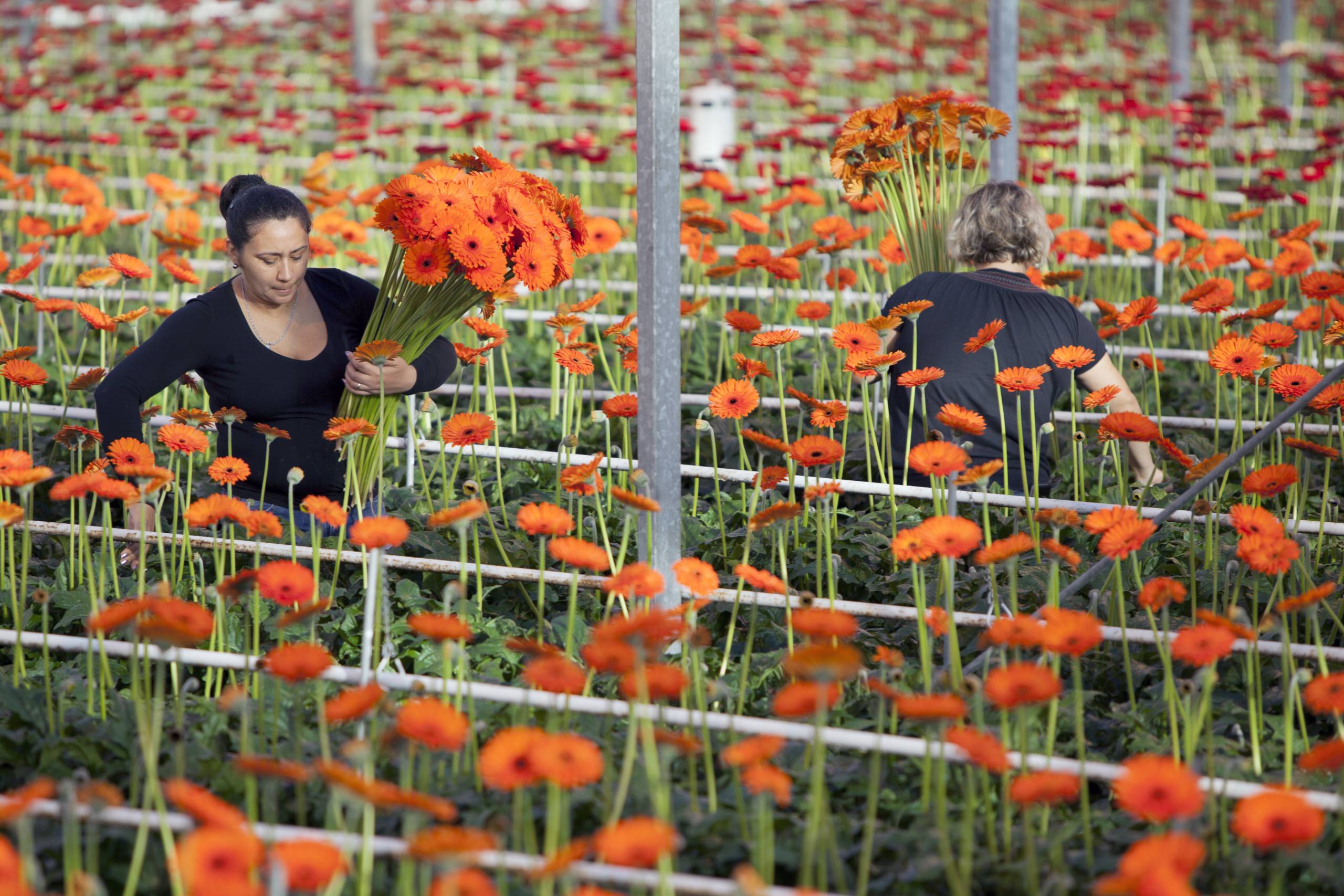Arbeidsmigratie: waarom Nederland niet zonder kan | AWVN